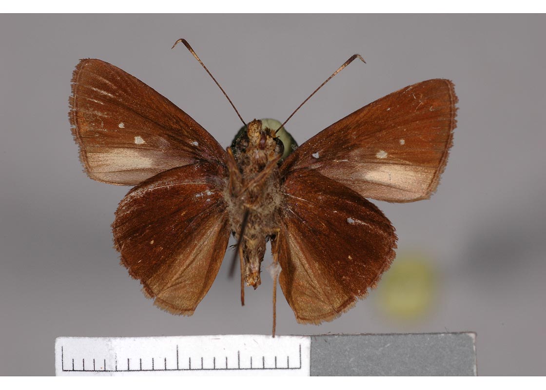 Lychnuchus ponka (type specimens)